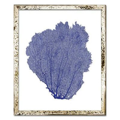 Small Colorful Framed Sea Fans - Mecox Gardens