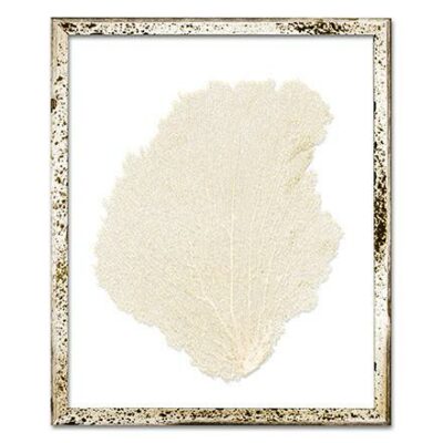 Small Colorful Framed Sea Fans - Mecox Gardens