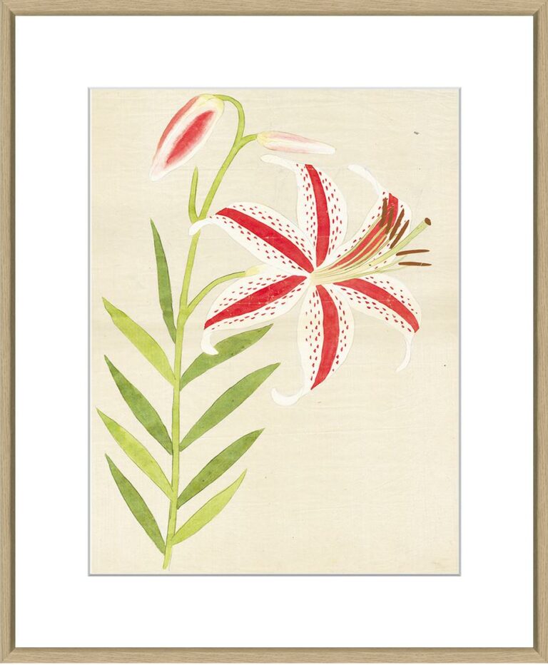 Coloured Lilies Reproduction Prints - Mecox Gardens